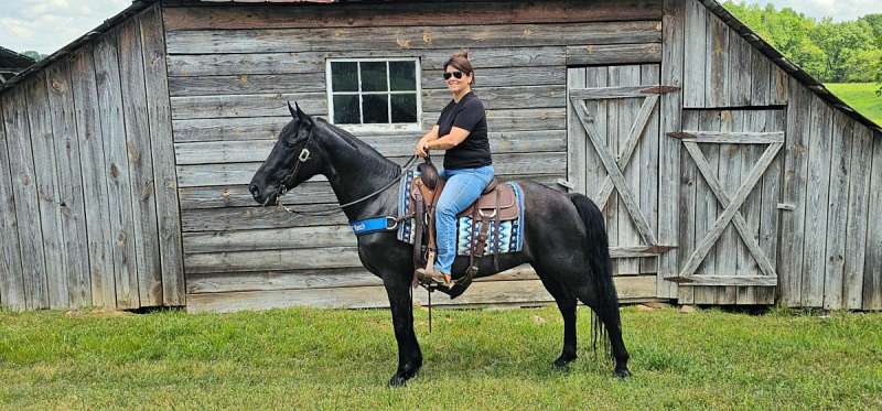 Leila, Gorgeous, Flashy, Super Smooth Gaited, Trail, Show, Black, Mare