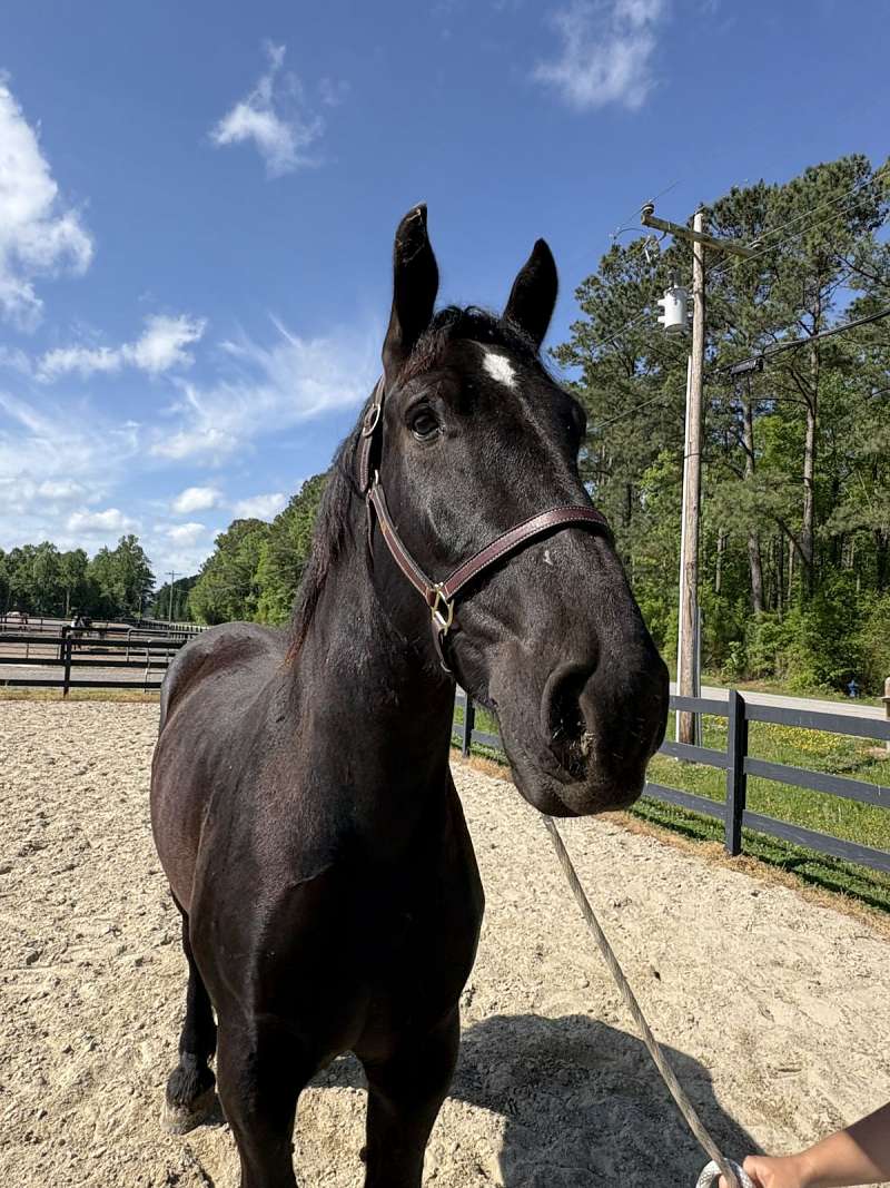 Pretty Percheron Gelding