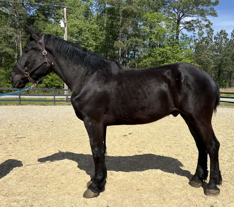 Gentle Percheron Gelding