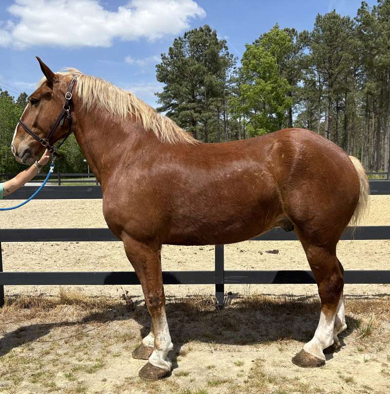 Big Belgian Gelding