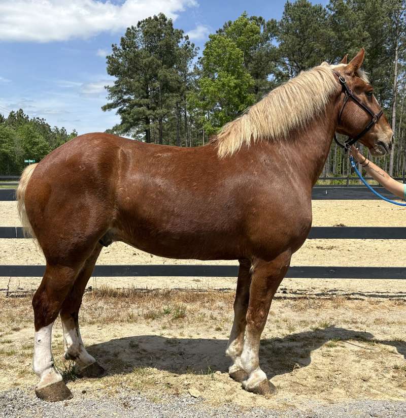 Big Belgian Gelding