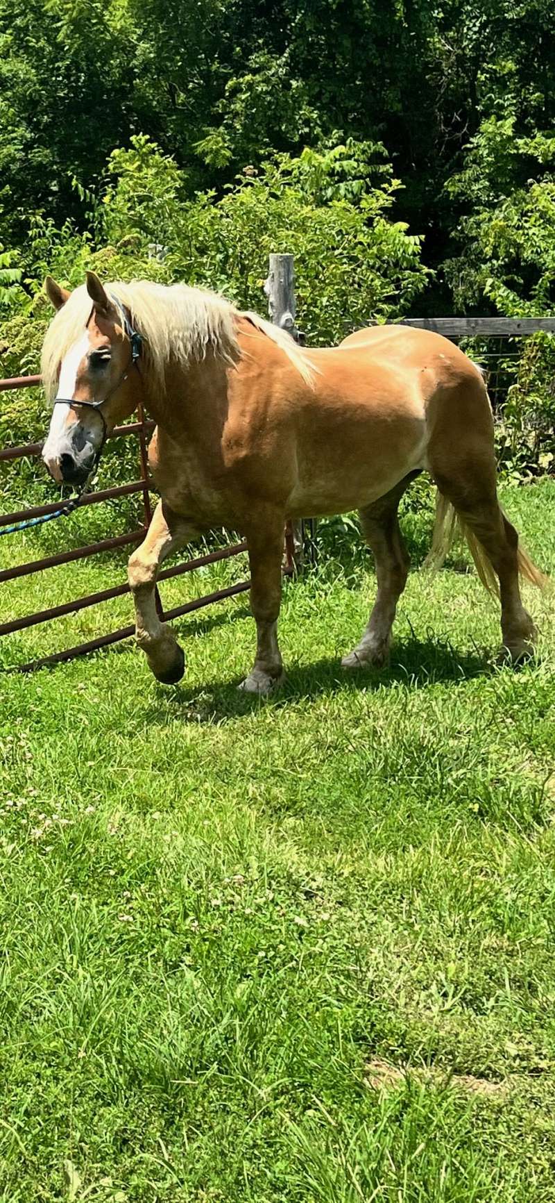 Belgian Cross Gelding