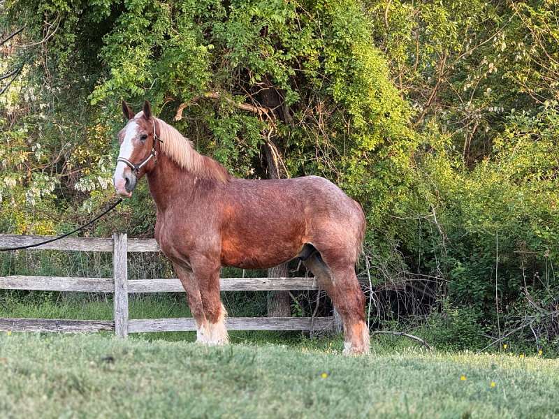 Gorgeous Belgian Gelding