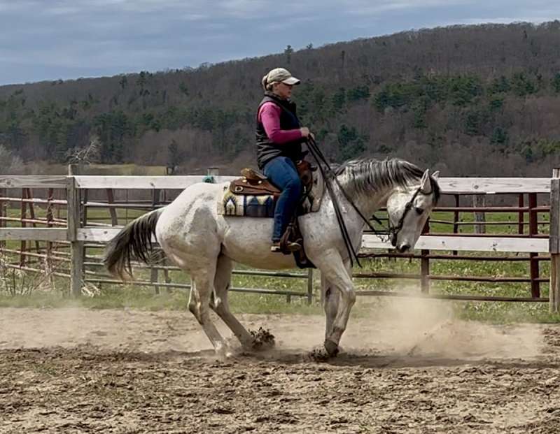 Working Ranch, Show, Trail