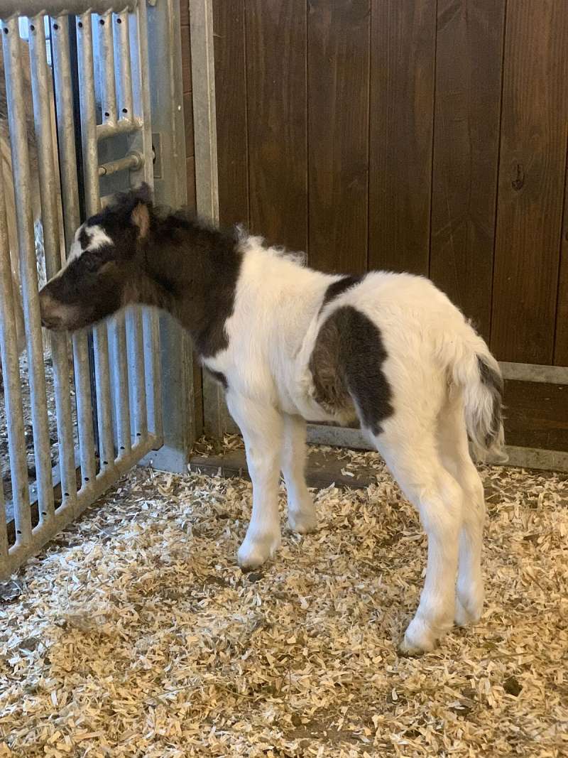AMHR Pinto Filly With Unique Markings!