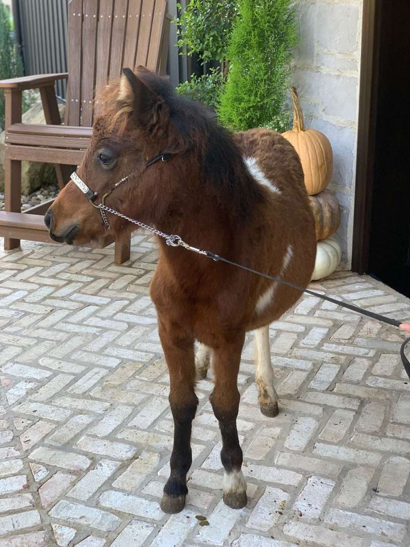 Beautiful AMHA/AMHR Pinto Filly With Great Confirmation!