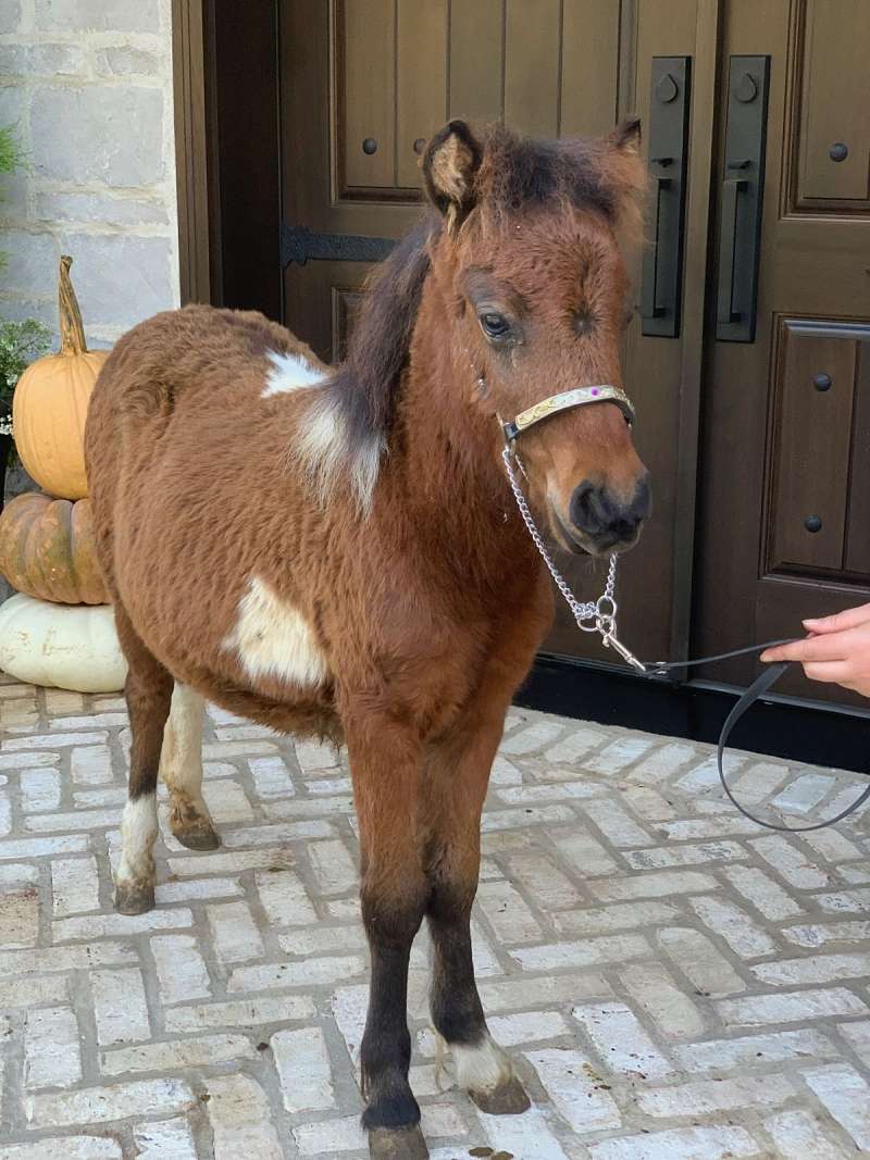 Beautiful AMHA/AMHR Pinto Filly With Great Confirmation!