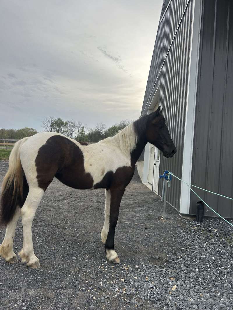 2024 Friesian Sport Horse Filly