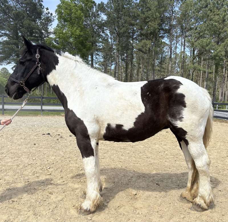 Spotted Draft Mare