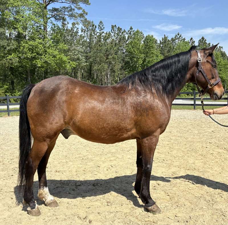 Morgan Cross Gelding