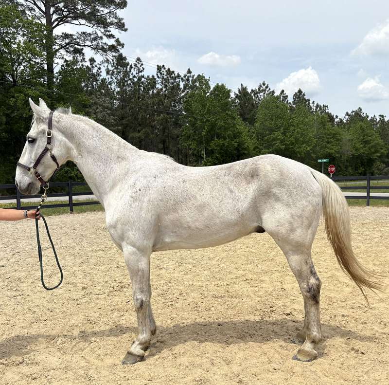 Percheron Morgan Gelding