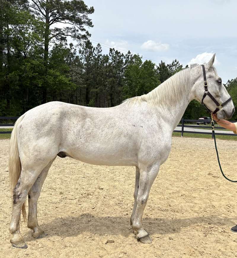 Percheron Morgan Gelding