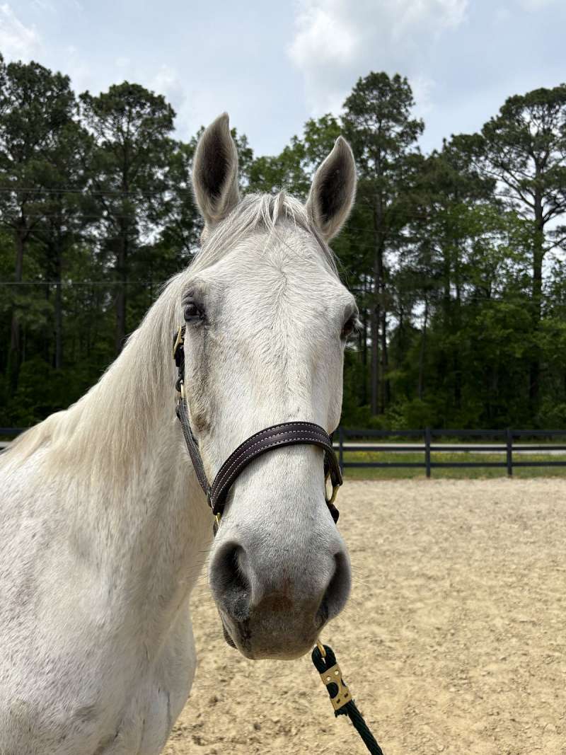 Percheron Morgan Gelding