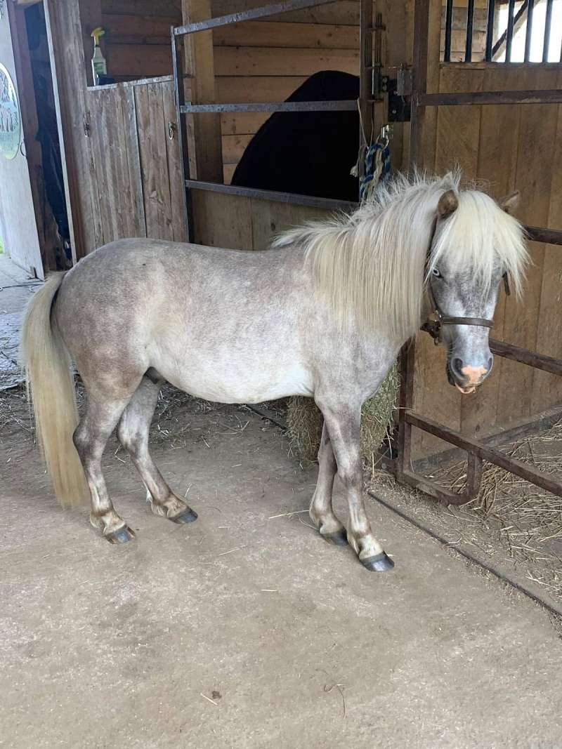 3 Year Old Strait Coated Curly Gelding