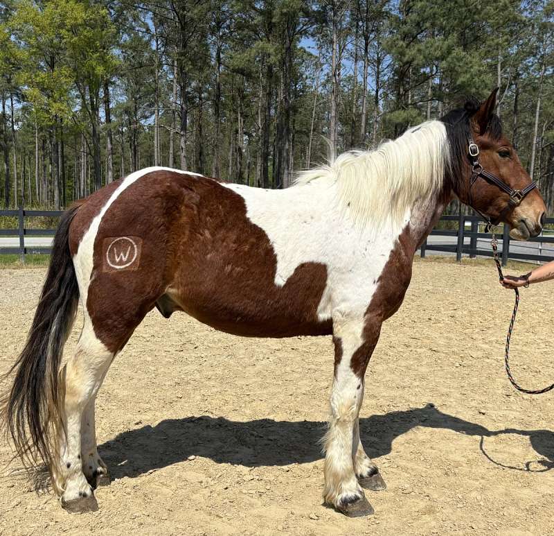 Paint Crossbred Gelding