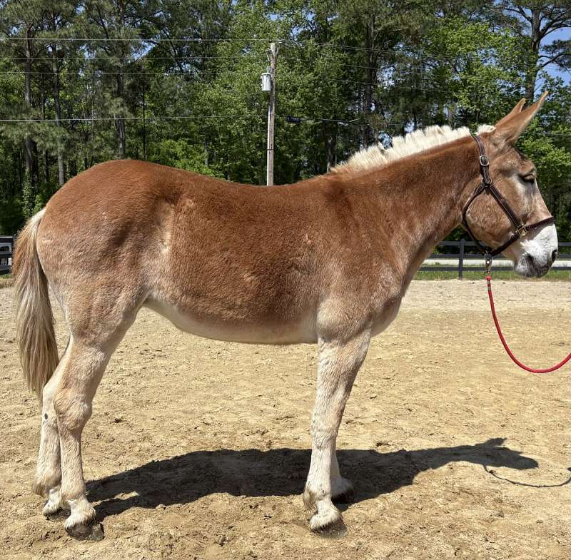 Bombproof Molly Mule