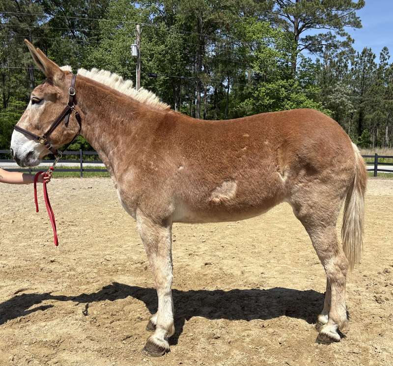 Bombproof Molly Mule
