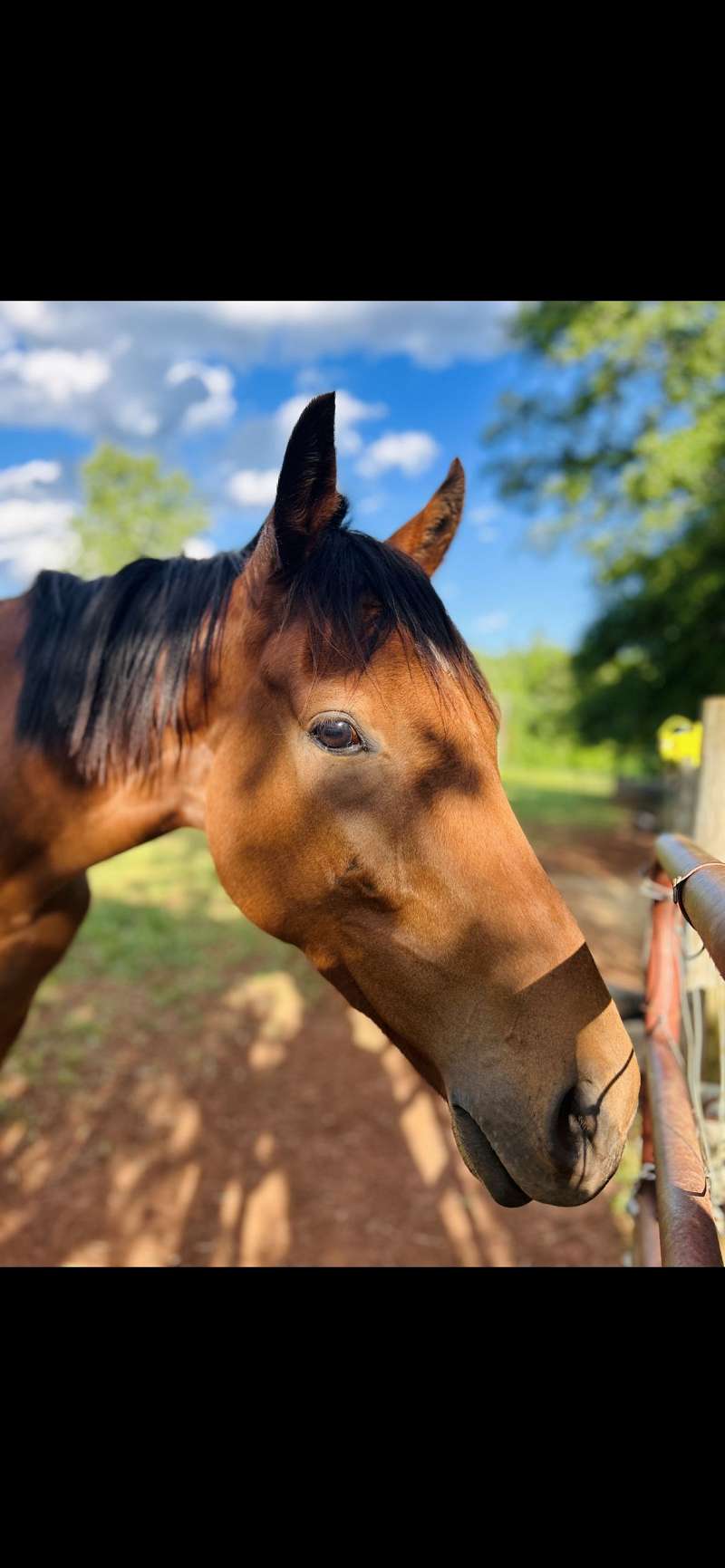 Beautiful 4 Year Old Thoroughbred
