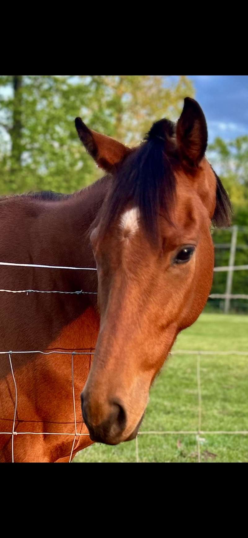 Beautiful 4 Year Old Thoroughbred