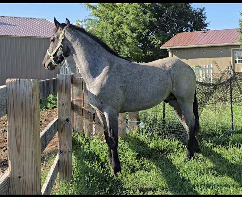 Witten Creek Skye Aziza 3/4 Friesian Filly