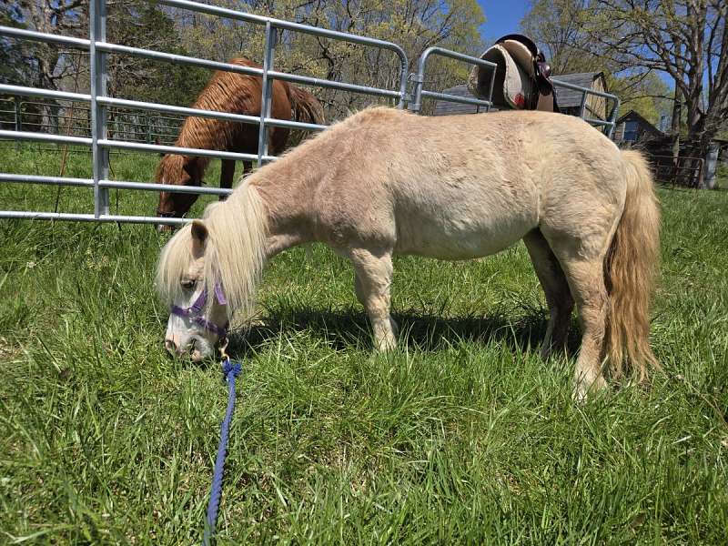 10 Year Old Pony Mare