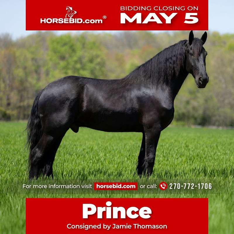 Prince - Extremely Elegant 7 Yr Old Black Friesian/Percheron Cross Gelding!