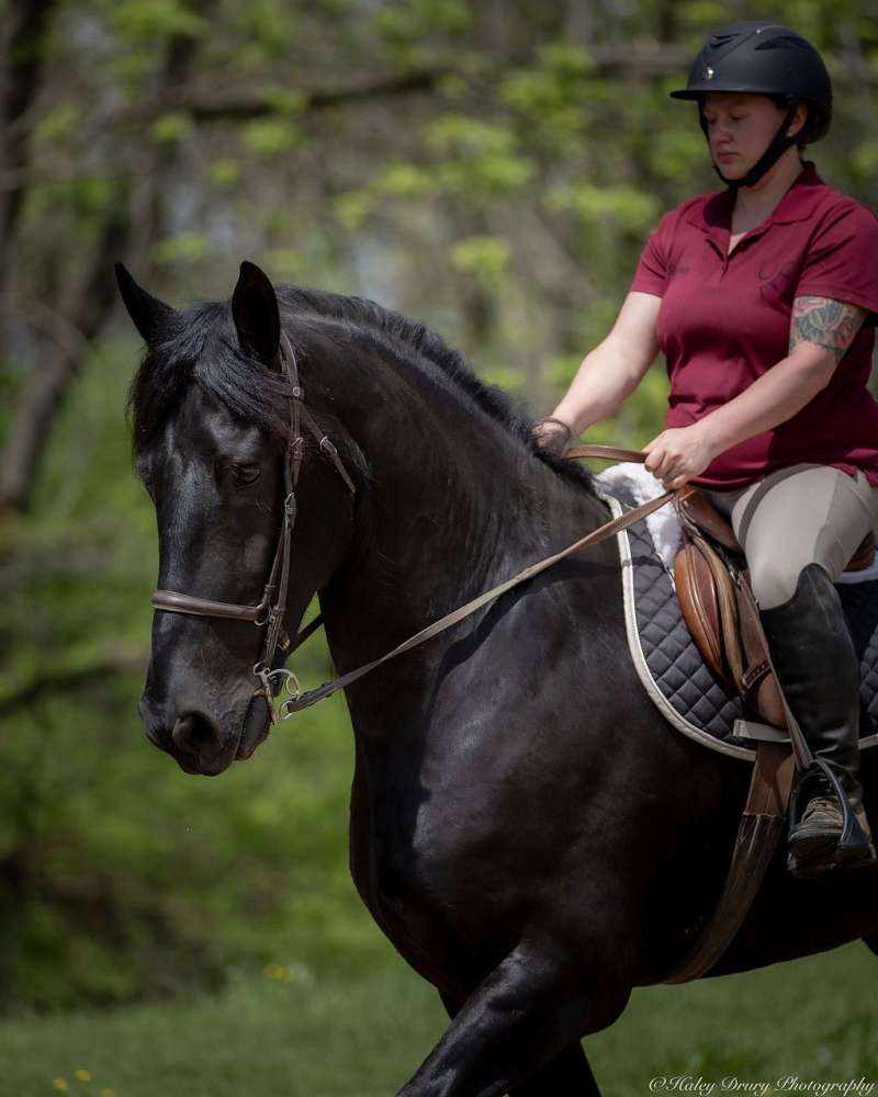 Prince - Extremely Elegant 7 Yr Old Black Friesian/Percheron Cross Gelding!