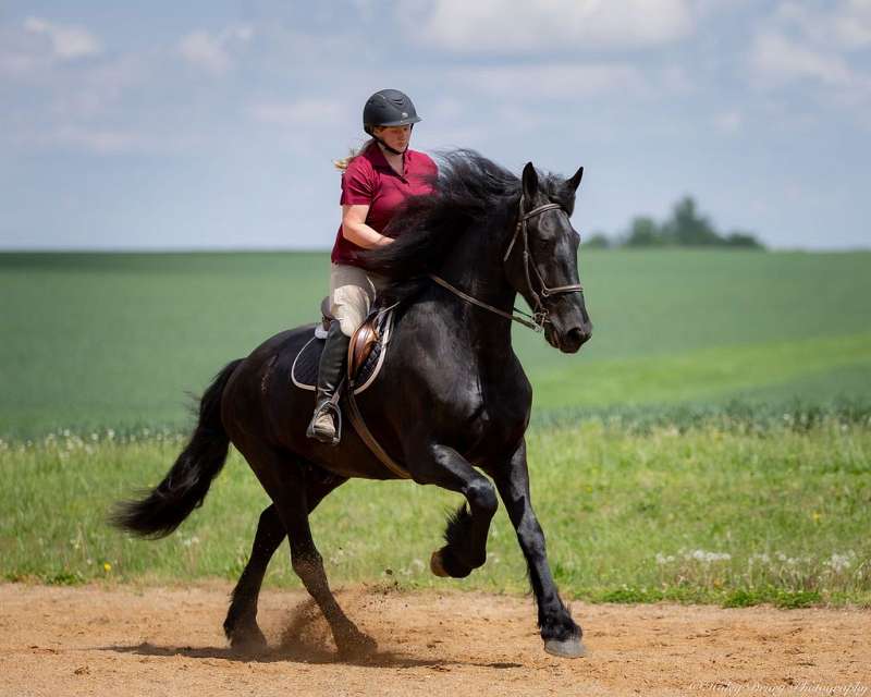 Prince - Extremely Elegant 7 Yr Old Black Friesian/Percheron Cross Gelding!