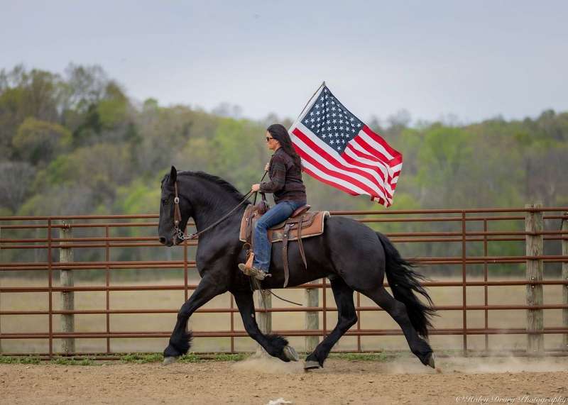 Prince - Extremely Elegant 7 Yr Old Black Friesian/Percheron Cross Gelding!