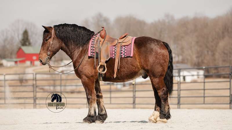 Wyatt - Excellent All Around Horse 5 Yr Old Bay Draft Cross Gelding!