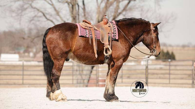 Wyatt - Excellent All Around Horse 5 Yr Old Bay Draft Cross Gelding!