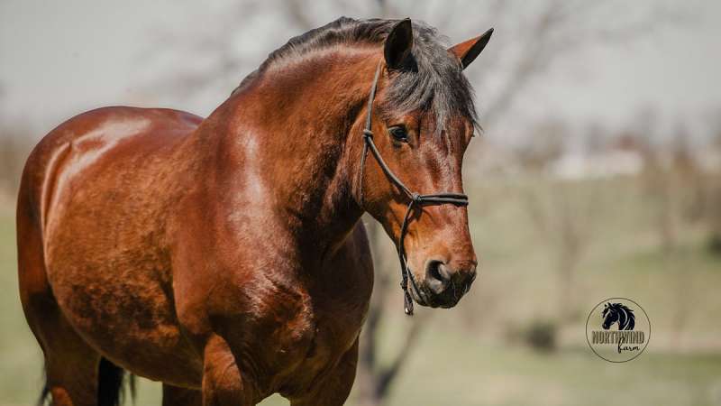 Wyatt - Excellent All Around Horse 5 Yr Old Bay Draft Cross Gelding!