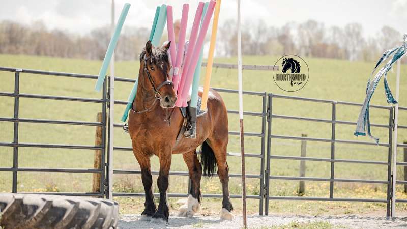 Wyatt - Excellent All Around Horse 5 Yr Old Bay Draft Cross Gelding!