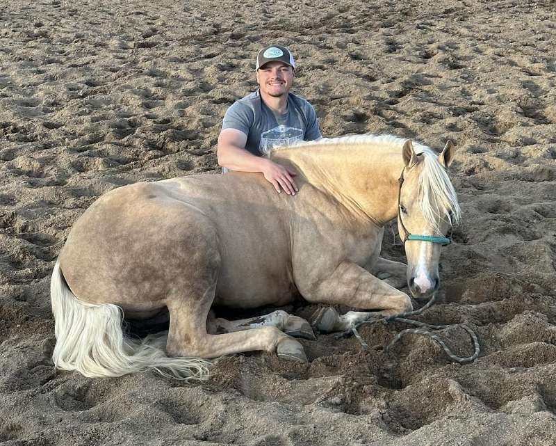 Vinny - Show Horse Deluxe 6 Yr Old Palomino AQHA Gelding!