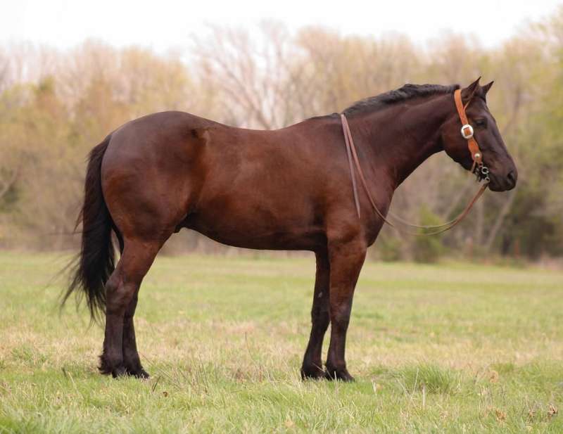 Midnight - Dream Horse Deluxe 5 Yr Old Dark Bay Draft Cross Gelding!
