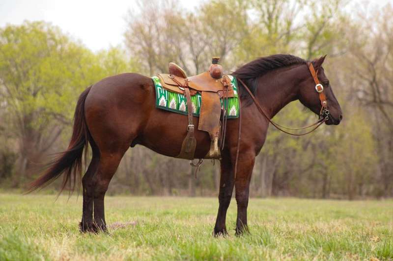 Midnight - Dream Horse Deluxe 5 Yr Old Dark Bay Draft Cross Gelding!