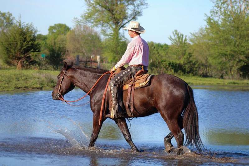 Midnight - Dream Horse Deluxe 5 Yr Old Dark Bay Draft Cross Gelding!