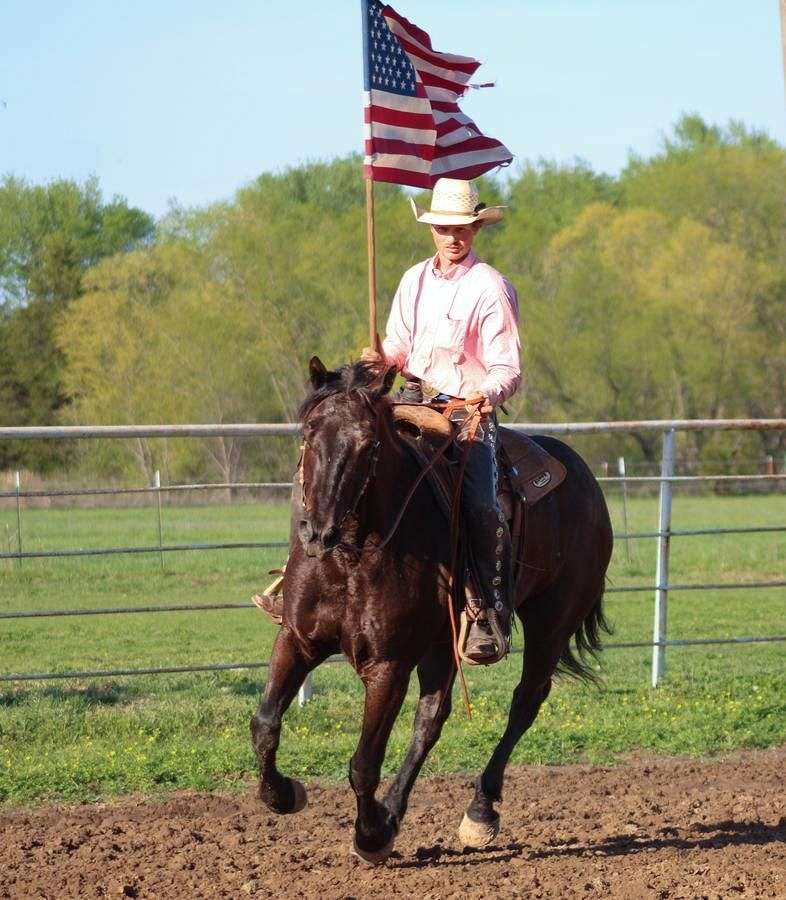 Midnight - Dream Horse Deluxe 5 Yr Old Dark Bay Draft Cross Gelding!