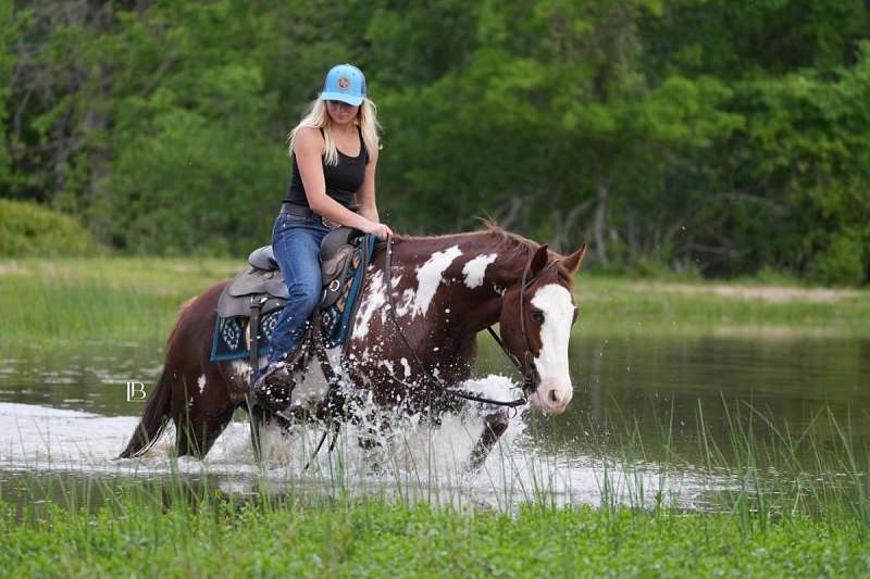 Loki - Stunning Ranch & Trail Horse 8 yo Sorrel Overo Paint Horse Gelding!