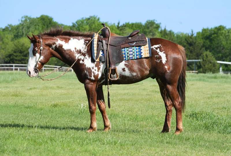 Loki - Stunning Ranch & Trail Horse 8 yo Sorrel Overo Paint Horse Gelding!