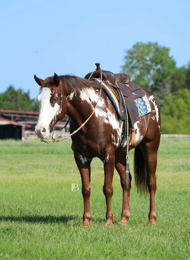 Loki - Stunning Ranch & Trail Horse 8 yo Sorrel Overo Paint Horse Gelding!