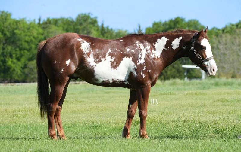 Loki - Stunning Ranch & Trail Horse 8 yo Sorrel Overo Paint Horse Gelding!