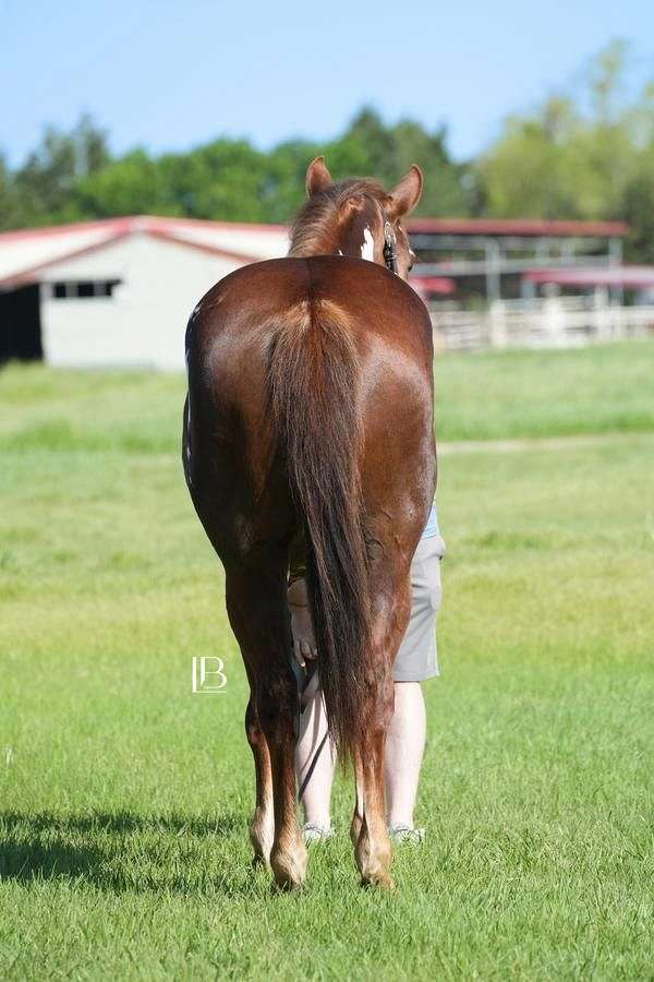 Loki - Stunning Ranch & Trail Horse 8 yo Sorrel Overo Paint Horse Gelding!