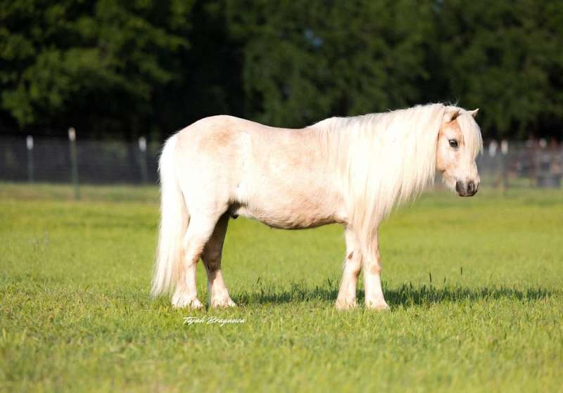 Lemon Drop - Drop Dead Gorgeous 15 Yr Old Palomino Shetland Pony Gelding!