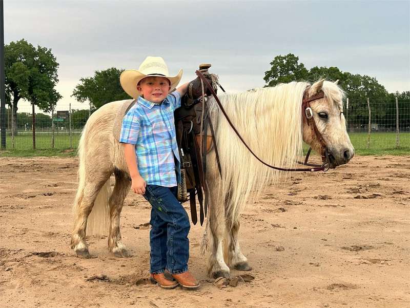 Lemon Drop - Drop Dead Gorgeous 15 Yr Old Palomino Shetland Pony Gelding!