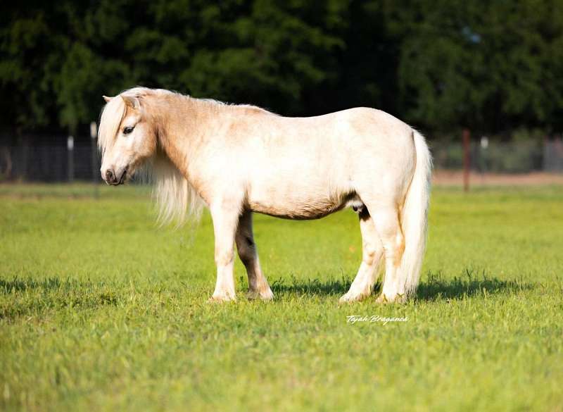 Lemon Drop - Drop Dead Gorgeous 15 Yr Old Palomino Shetland Pony Gelding!