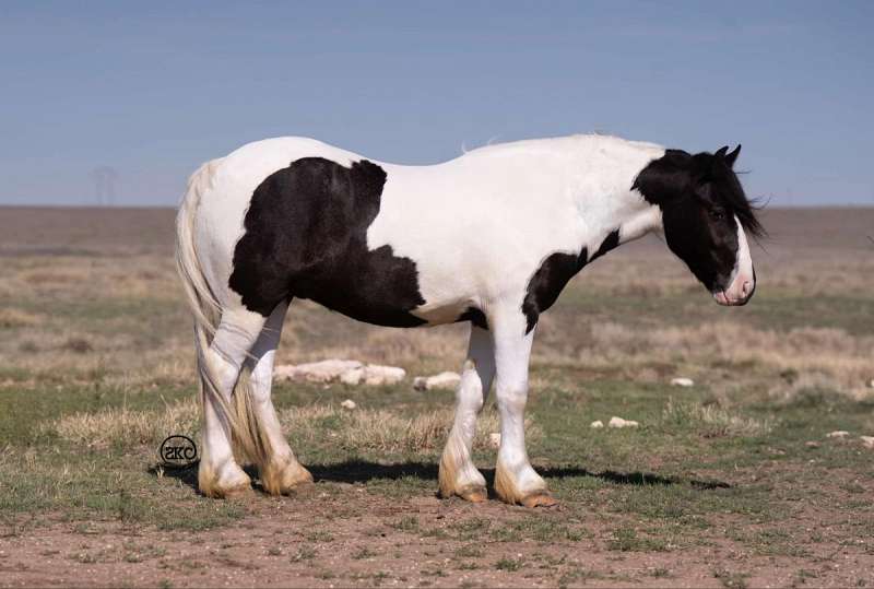 Klondike - Trustworthy and Gentle 6 Yr Old Paint Gypsy Vanner Gelding!