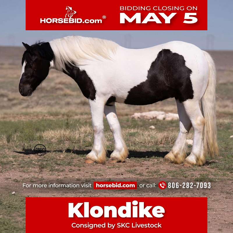 Klondike - Trustworthy and Gentle 6 Yr Old Paint Gypsy Vanner Gelding!