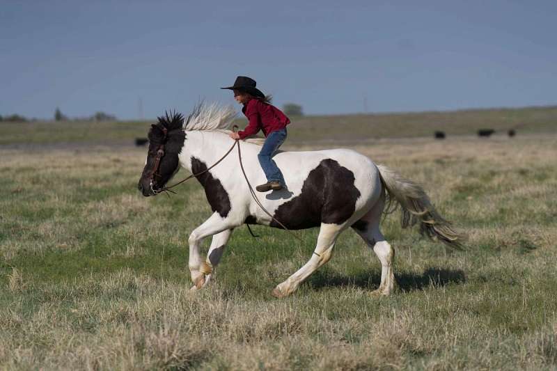 Klondike - Trustworthy and Gentle 6 Yr Old Paint Gypsy Vanner Gelding!