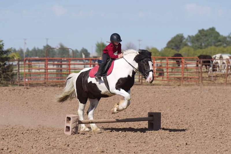 Klondike - Trustworthy and Gentle 6 Yr Old Paint Gypsy Vanner Gelding!